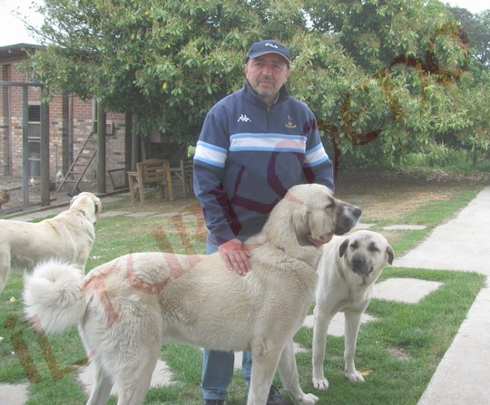 CANI DA GUARDIA: Basta un cane qualsiasi, per EVITARE furti e rapine?